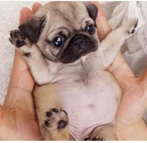 15 Funny Pug Photos That Will Make You Laugh - PetPress