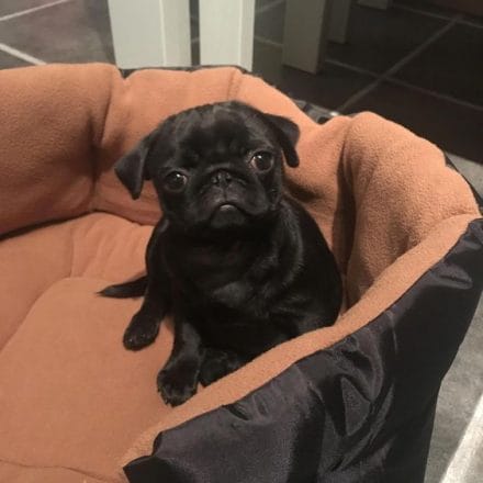 14 Pug Pictures That Will Brighten Your Day - Page 2 of 4 - PetPress