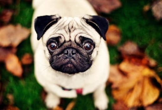 15 Things You’ll Only Understand if You Own a Pug - PetPress