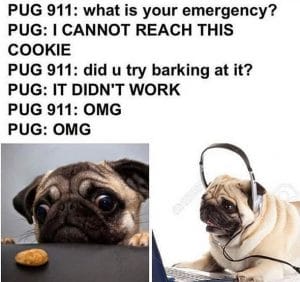 The 14 Funniest Pug Memes Ever! - PetPress
