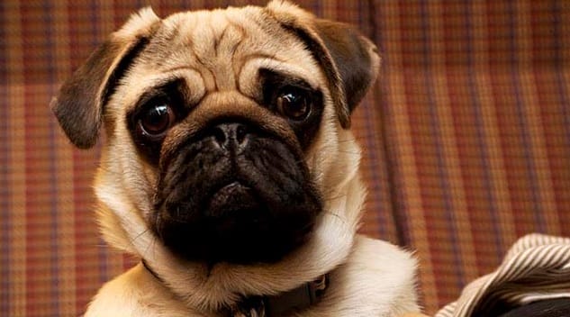 15 Reasons Why People Prefer Pugs to Other Dog Breeds - PetPress