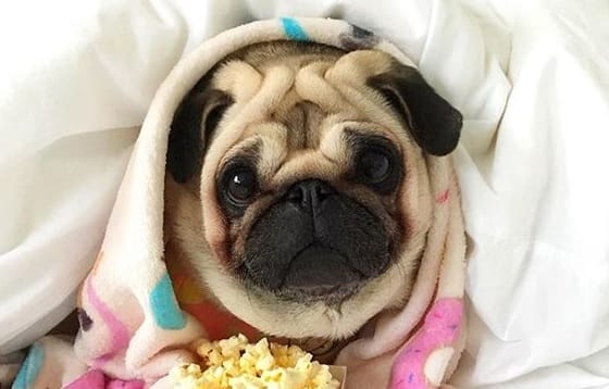 14 Funny Pugs That Love Food And Everything Related To It - PetPress