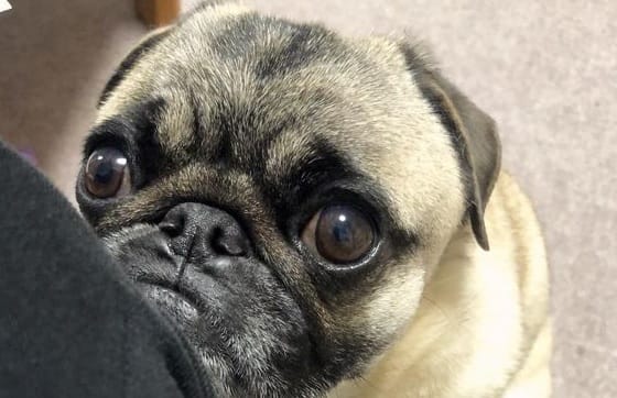 15 Reasons Why Pugs Are The Best - PetPress