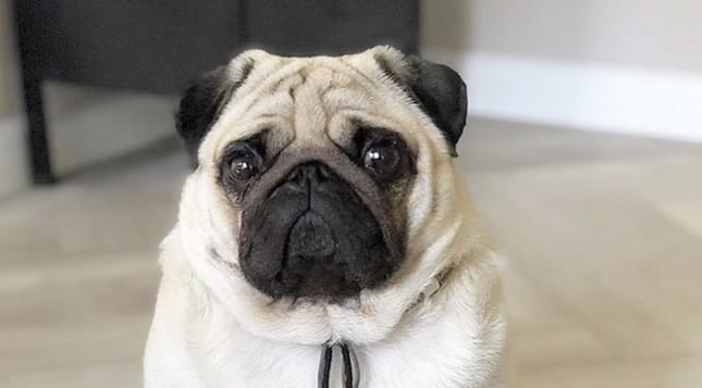 14 Pictures Of Pugs That Are Fond Of Food - PetPress