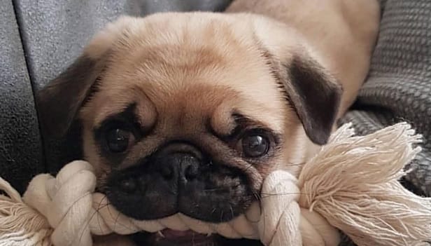 15 Funny Pug Photos That Will Make You Laugh - PetPress