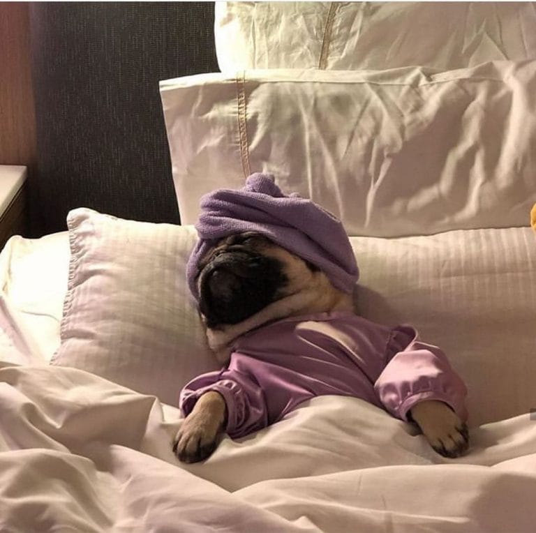 17 Fascinating Pictures Of Fashionable Pugs - PetPress