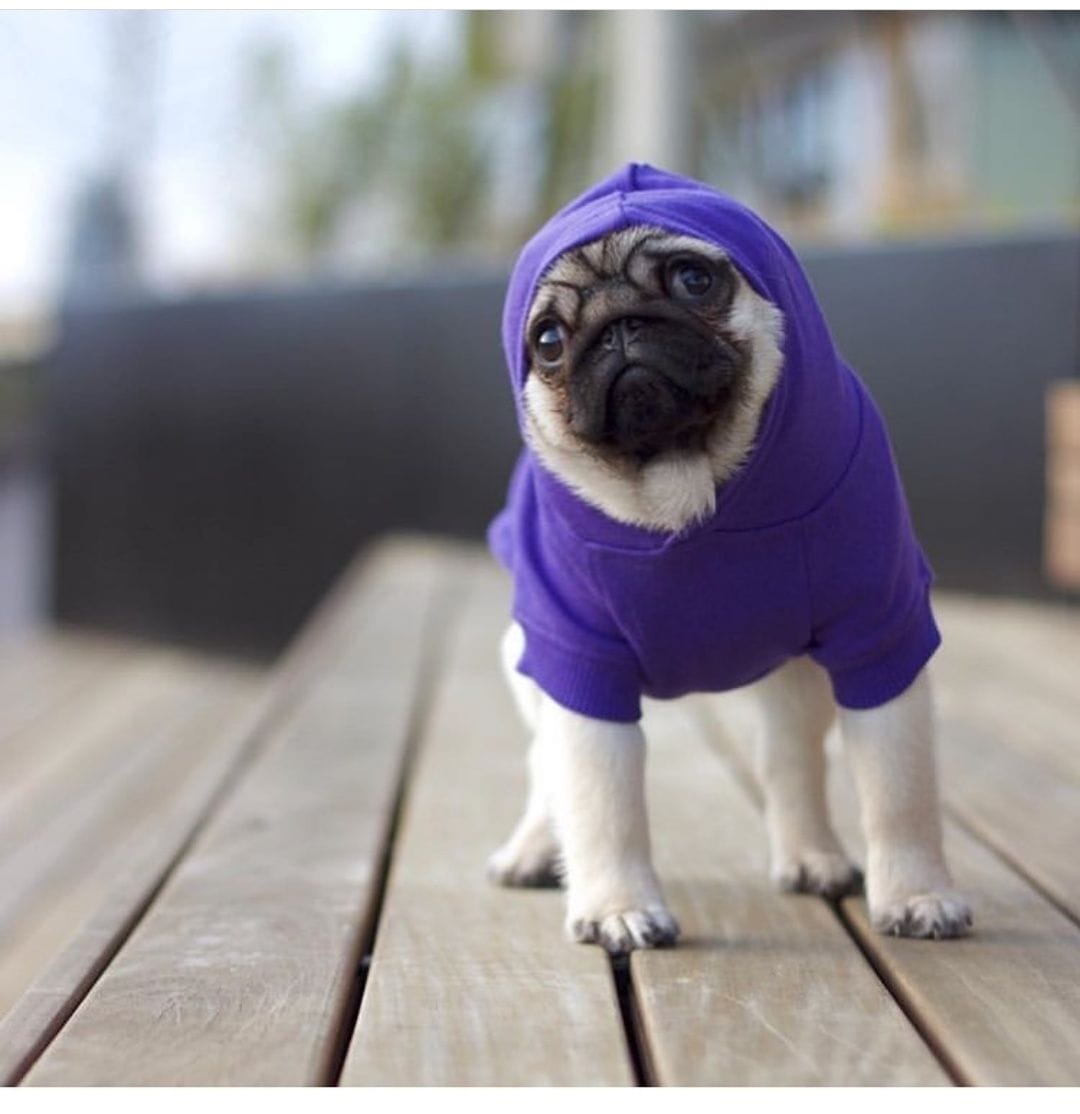 17 Fascinating Pictures Of Fashionable Pugs - PetPress