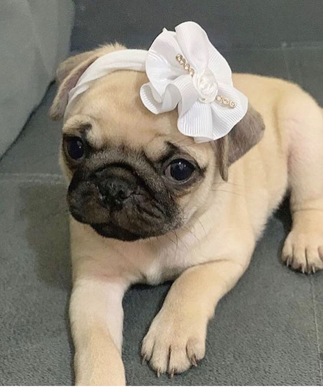 17 Fascinating Pictures Of Fashionable Pugs - PetPress