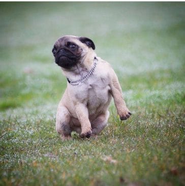 14 Funny Pug Pictures To Make Your Day - PetPress