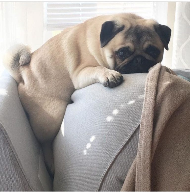 17 Fascinating Pictures Of Fashionable Pugs - PetPress