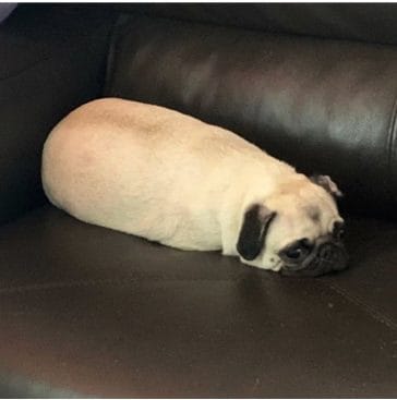 15 Funny Pug Photos That Will Make You Laugh - PetPress