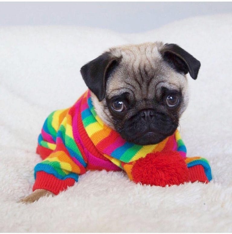 14 Funny Pug Pictures To Make Your Day - PetPress