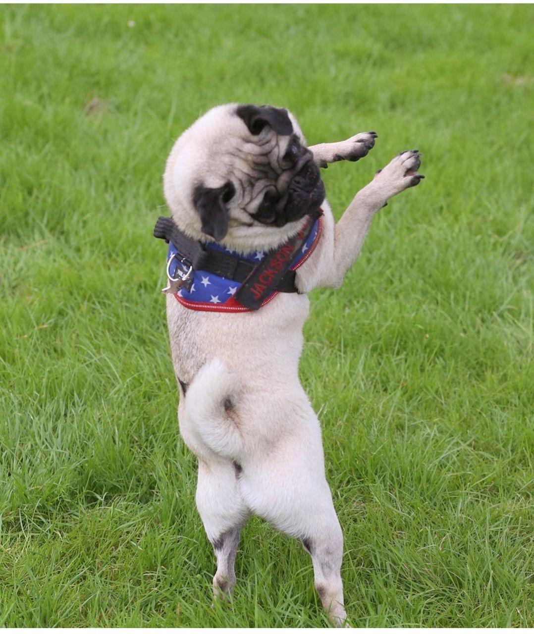 14 Funny Pug Pictures To Make Your Day - PetPress