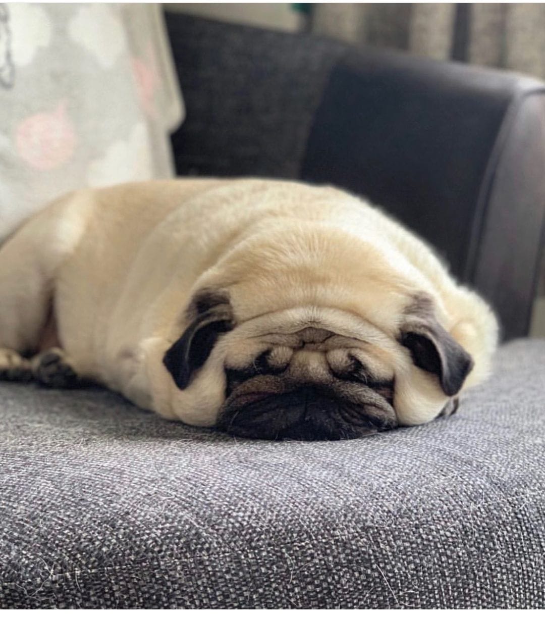 15 Funny Pug Photos That Will Make You Laugh - PetPress