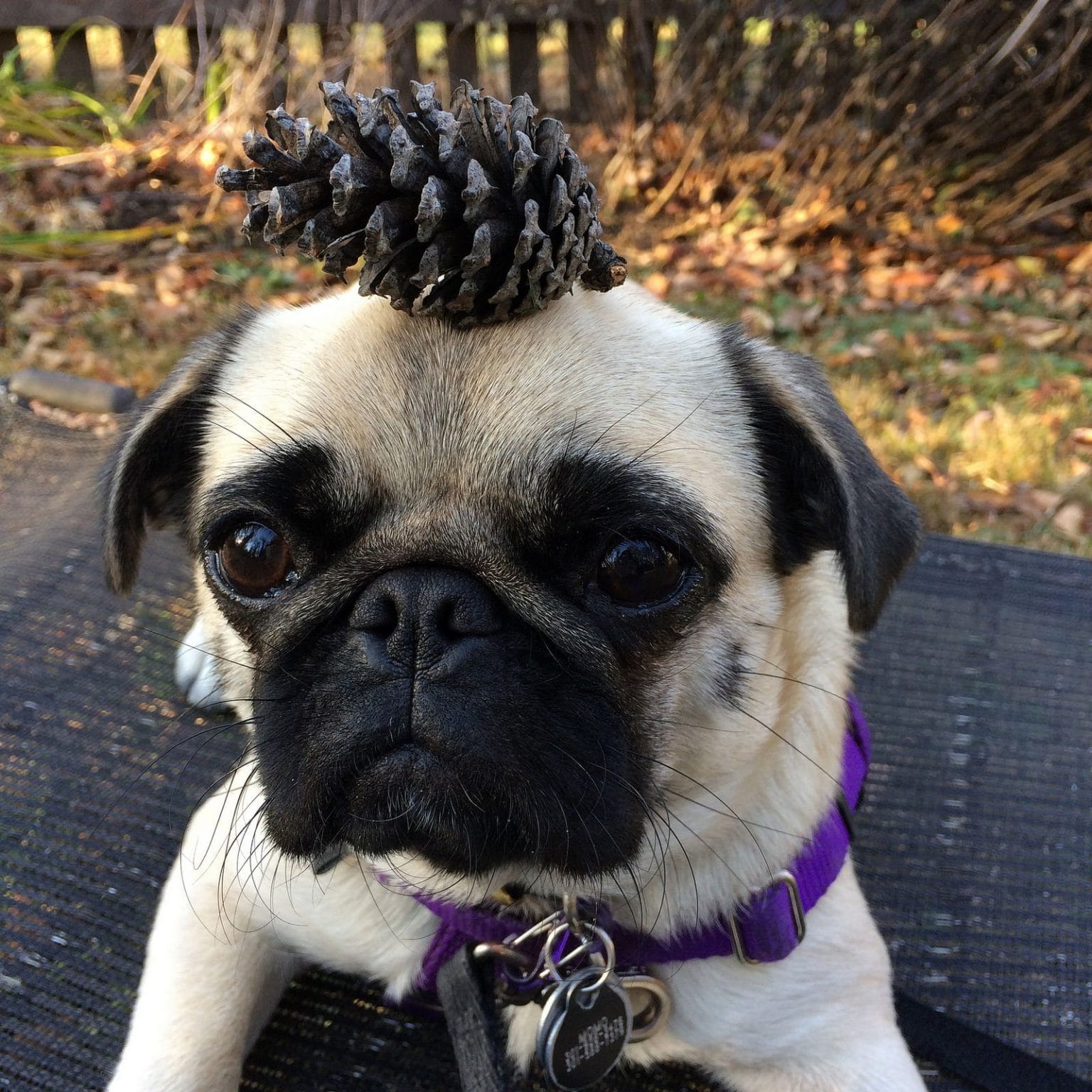 14 Reasons Why We Love And Adore Pugs - PetPress