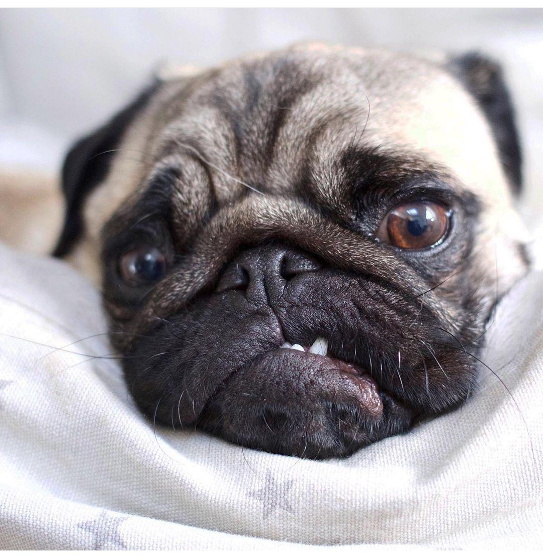 15 Pictures of Pugs To Give You an Extra Boost Of Serotonin - PetPress