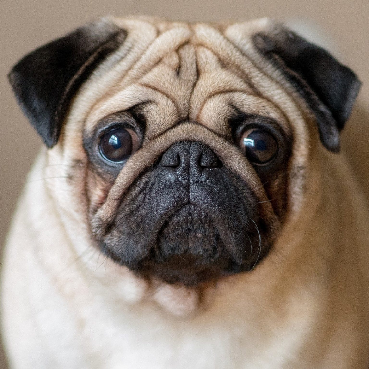 14 Reasons Why We Love And Adore Pugs - PetPress