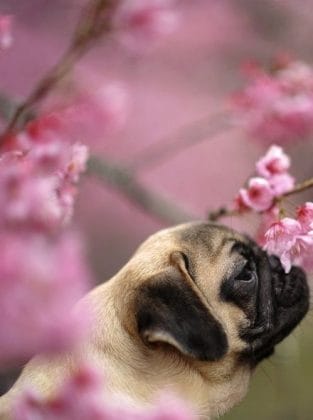 These 14 Pictures of Pugs With Flowers Will Make You Smile - PetPress