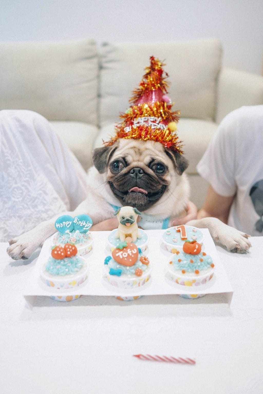 14 Reasons Why We Love And Adore Pugs - PetPress