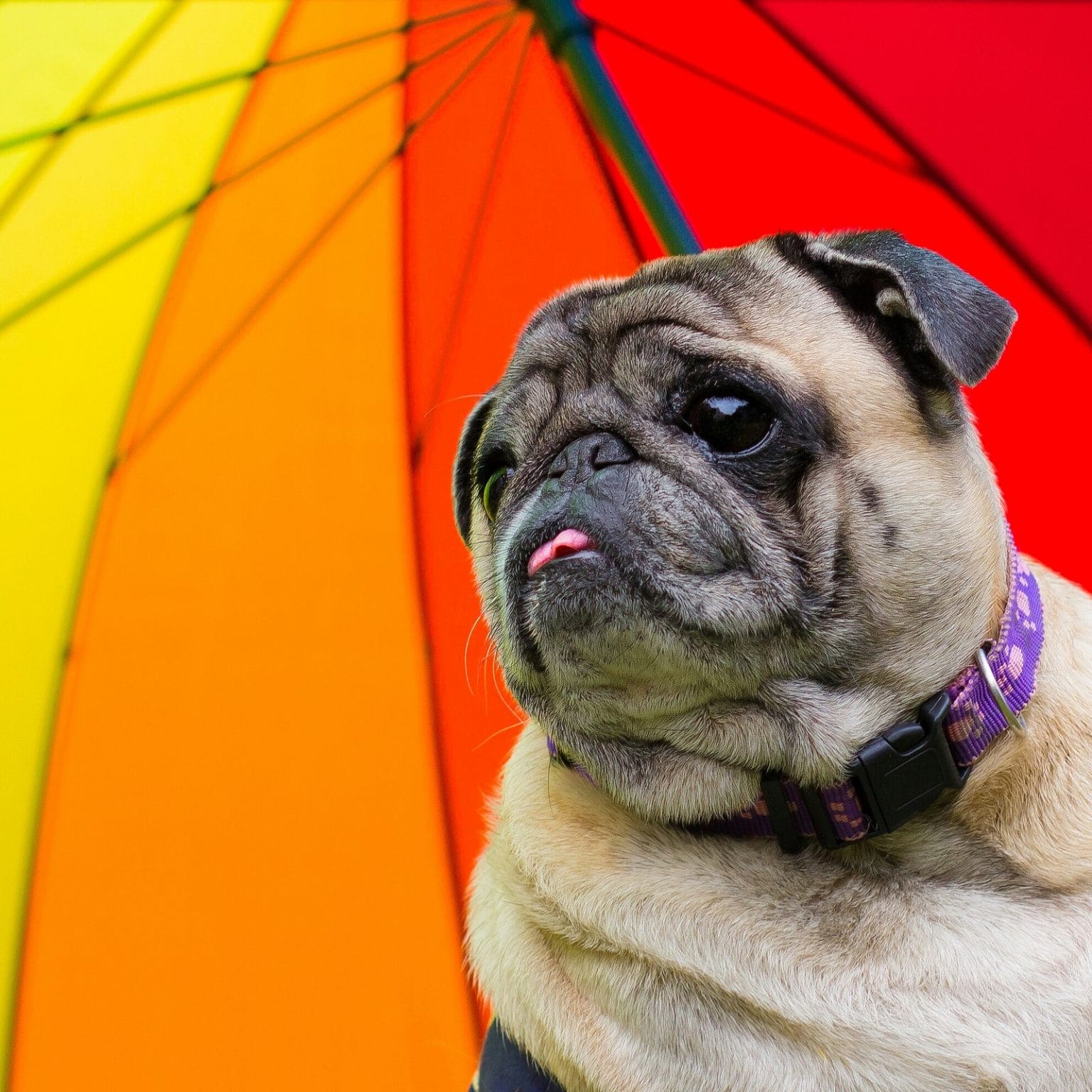 14 Reasons Why We Love And Adore Pugs - PetPress