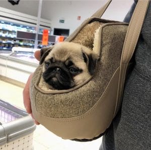 15 Funny Pug Photos That Will Make You Laugh - PetPress