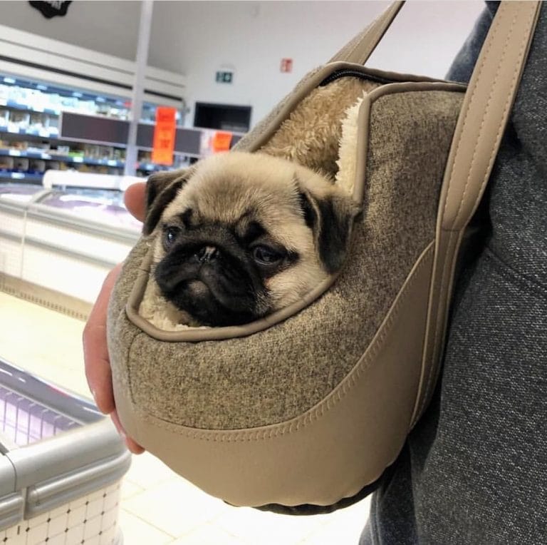 15 Funny Pug Photos That Will Make You Laugh - PetPress