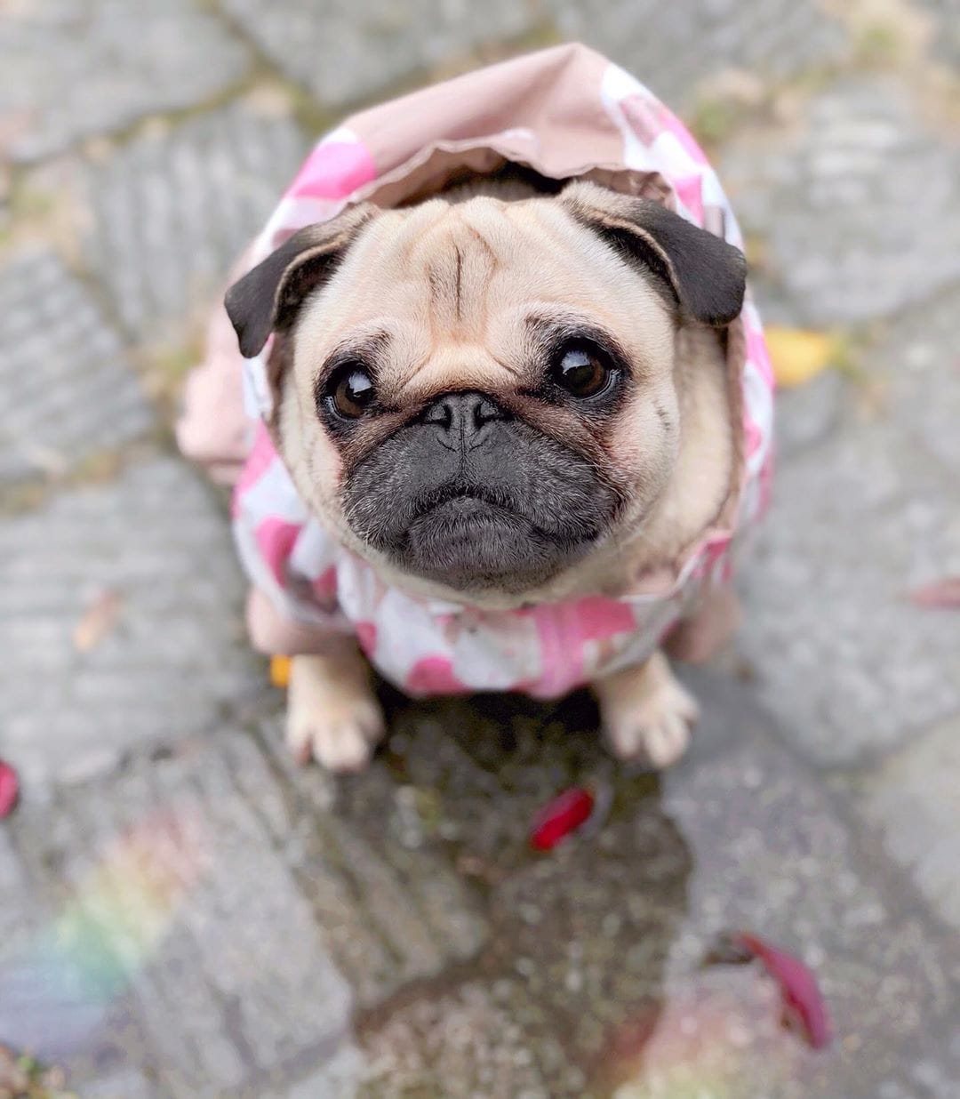 14 Magnificent Facts About Pugs - PetPress