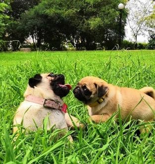 15 Reasons Why Pugs Are The Best - Page 3 of 3 - PetPress