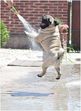 15 Reasons Why Pugs Are The Best - Page 3 of 3 - PetPress