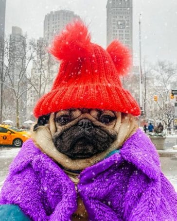 14 Pictures Of The Best Snow Days With Funny Pugs - PetPress