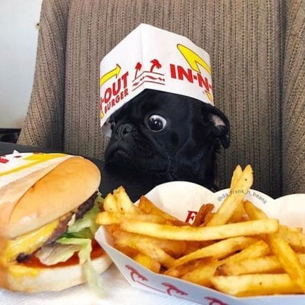 15 Reasons Why Pugs Are The Best - PetPress
