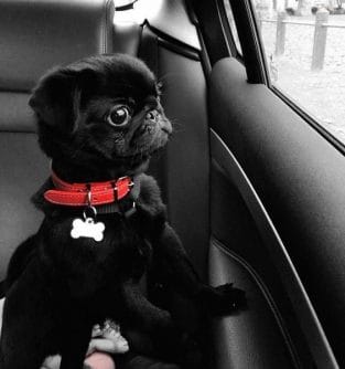15 Reasons Why Pugs Are The Best - PetPress