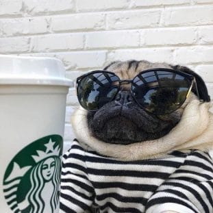 15 Reasons Why Pugs Are The Best - PetPress