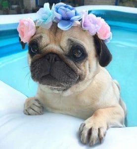 14 Pictures That Prove Pugs Are Cute - PetPress