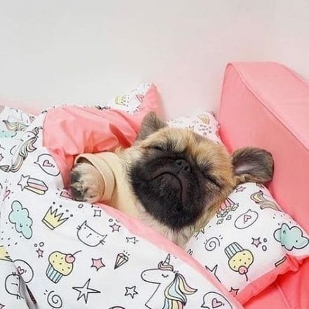 14 Pictures That Prove Pugs Are Cute - PetPress