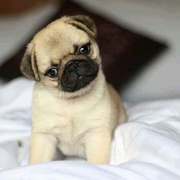 14 Pictures That Prove Pugs Are Cute - PetPress