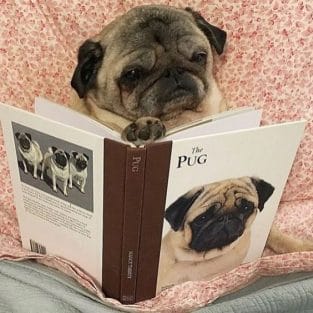 15 Reasons Why Pugs Are The Best - PetPress