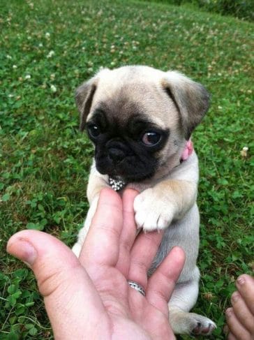 14 Pictures That Prove Pugs Are Cute - PetPress
