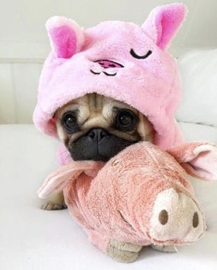 14 Pictures That Prove Pugs Are Cute - PetPress