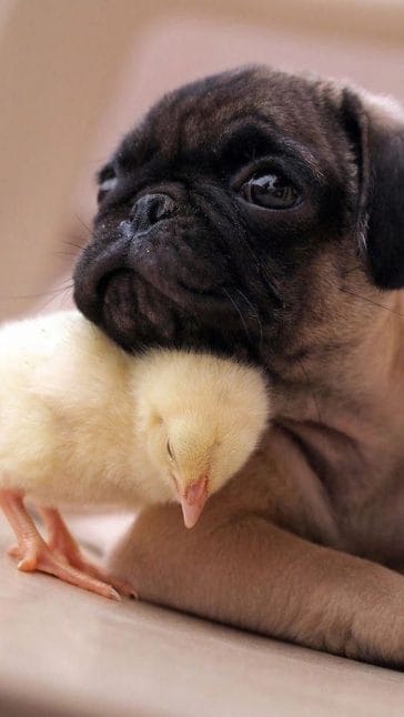 15 Reasons Why Pugs Are The Best - PetPress
