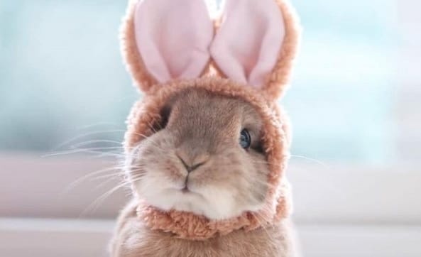 15 Pros And Cons Of Decorative Rabbits That You Should Know