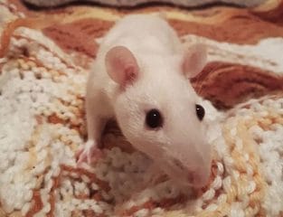 Top 120+ Best Female Rat Names for Naming Your Pet Rat - PetPress