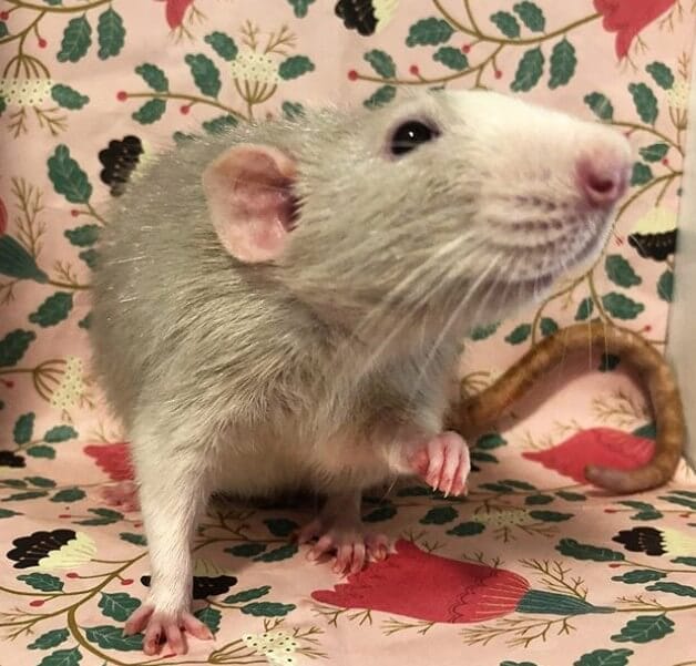 Top 120+ Best Female Rat Names for Naming Your Pet Rat - PetPress