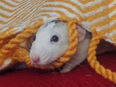 Top 550+ Best Names for Pet Rats - The Ultimate Rat Name List - PetPress