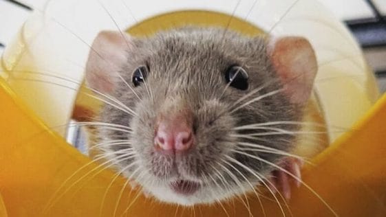 Top 120+ Best Female Rat Names for Naming Your Pet Rat - PetPress