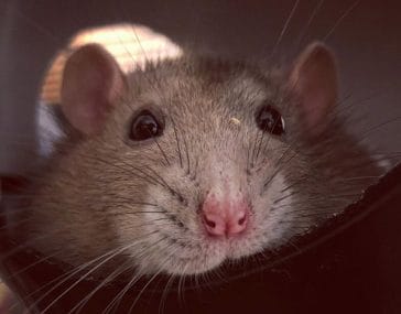 Top 550+ Best Names for Pet Rats - The Ultimate Rat Name List - PetPress