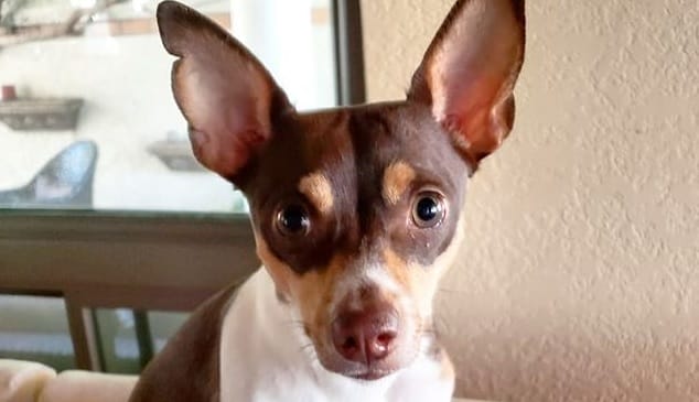 14 Reasons Rat Terriers Are The Cutest Creatures In The Galaxy - PetPress