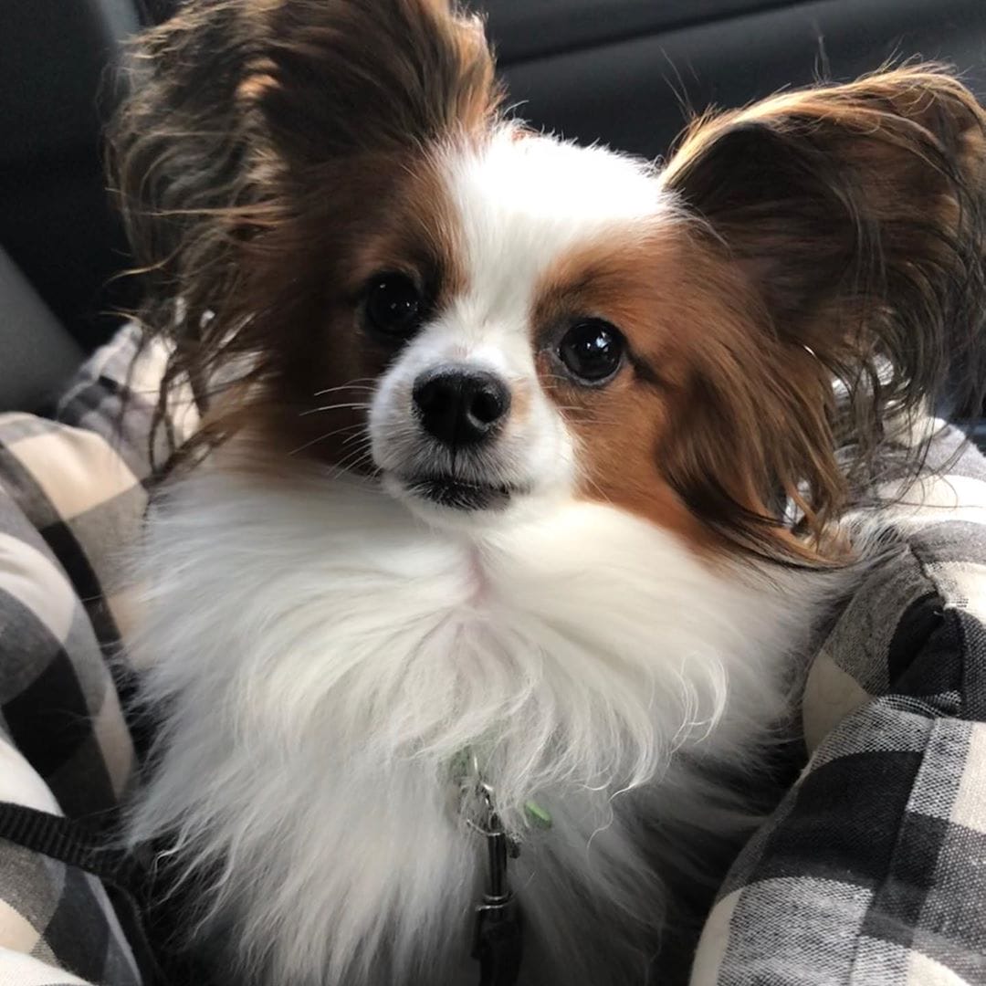 14 Beautiful Facts About Papillons - PetPress