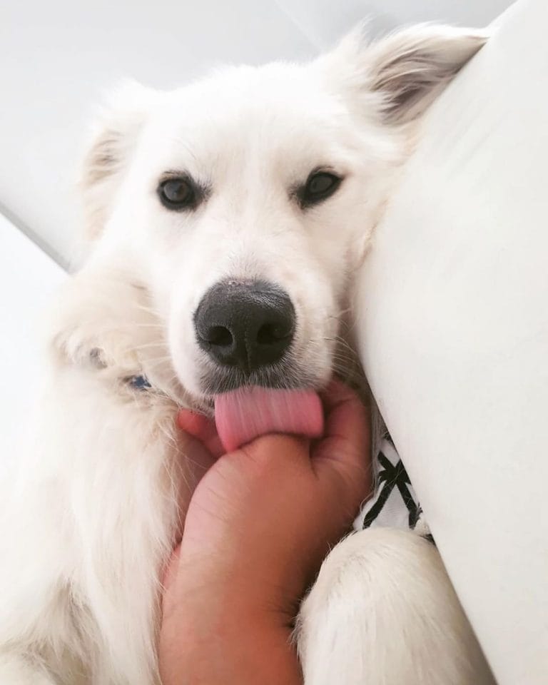 14 Facts About Fluffy Samoyeds - PetPress