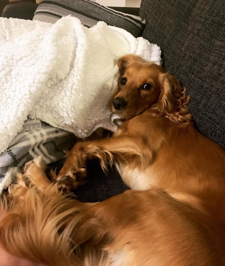 14 Facts About English Cocker Spaniels - PetPress